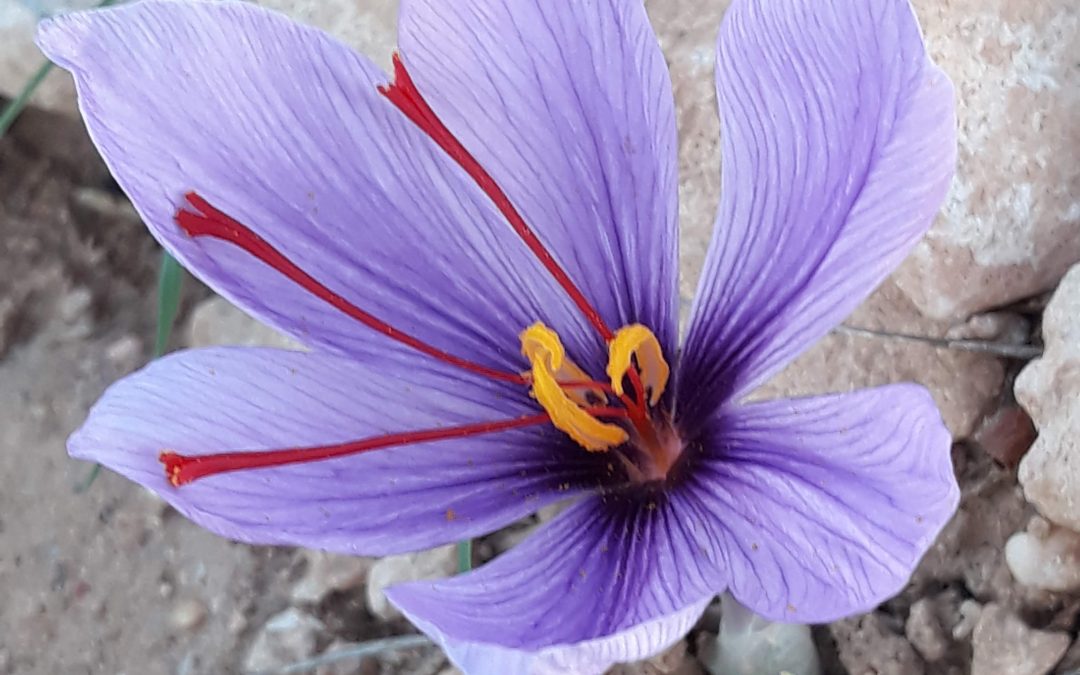 Proyectos archivo | Azafrán y Pistachos agricultura ecológica