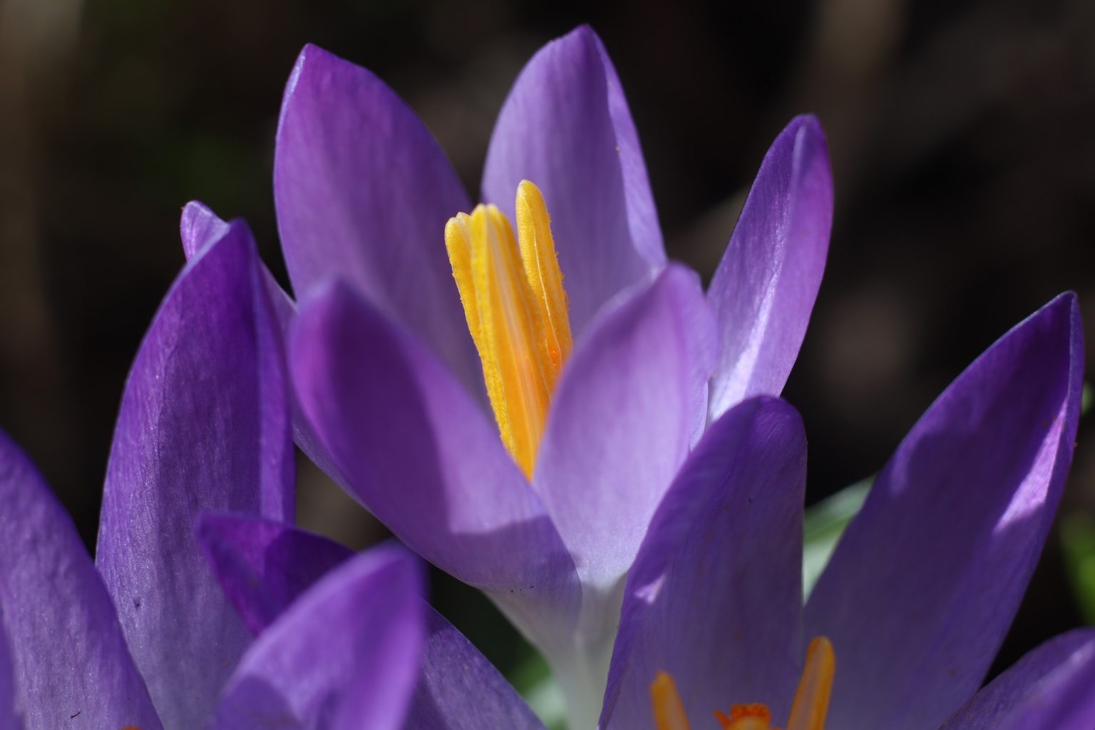 Imágenes de azafrán | Azafrán y Pistachos agricultura ecológica